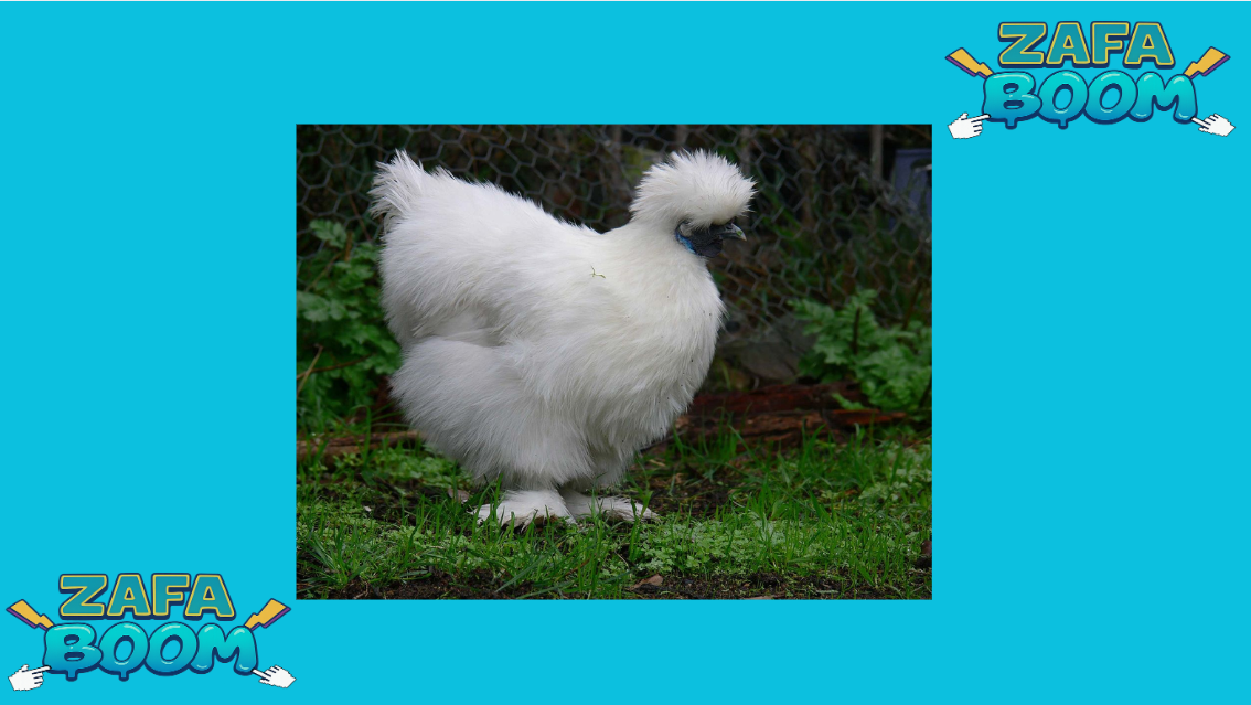 Gallinas Sedosas del Japón (Silkie): Cuidados especiales de la raza con ...