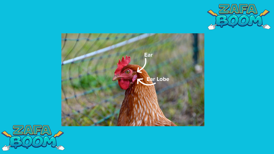 ¿Tienen orejas las gallinas? Dónde están y qué dice su color sobre los ...