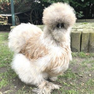 Gallinas Sedosas del Japón (Silkie): Cuidados especiales de la raza con ...